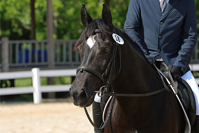 Home « Southern Eventing and Dressage Association – SEDA